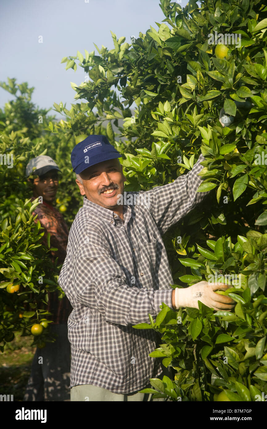 Orange harvest near Orba on the Costa Blanca Stock Photo - Alamy