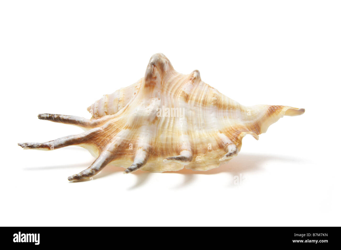 Spider Conch Seashell Stock Photo - Alamy