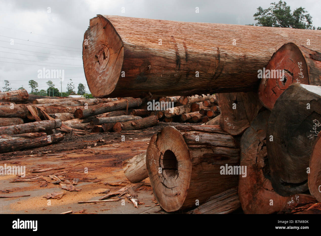 Wood timber in sawmill hi-res stock photography and images - Alamy