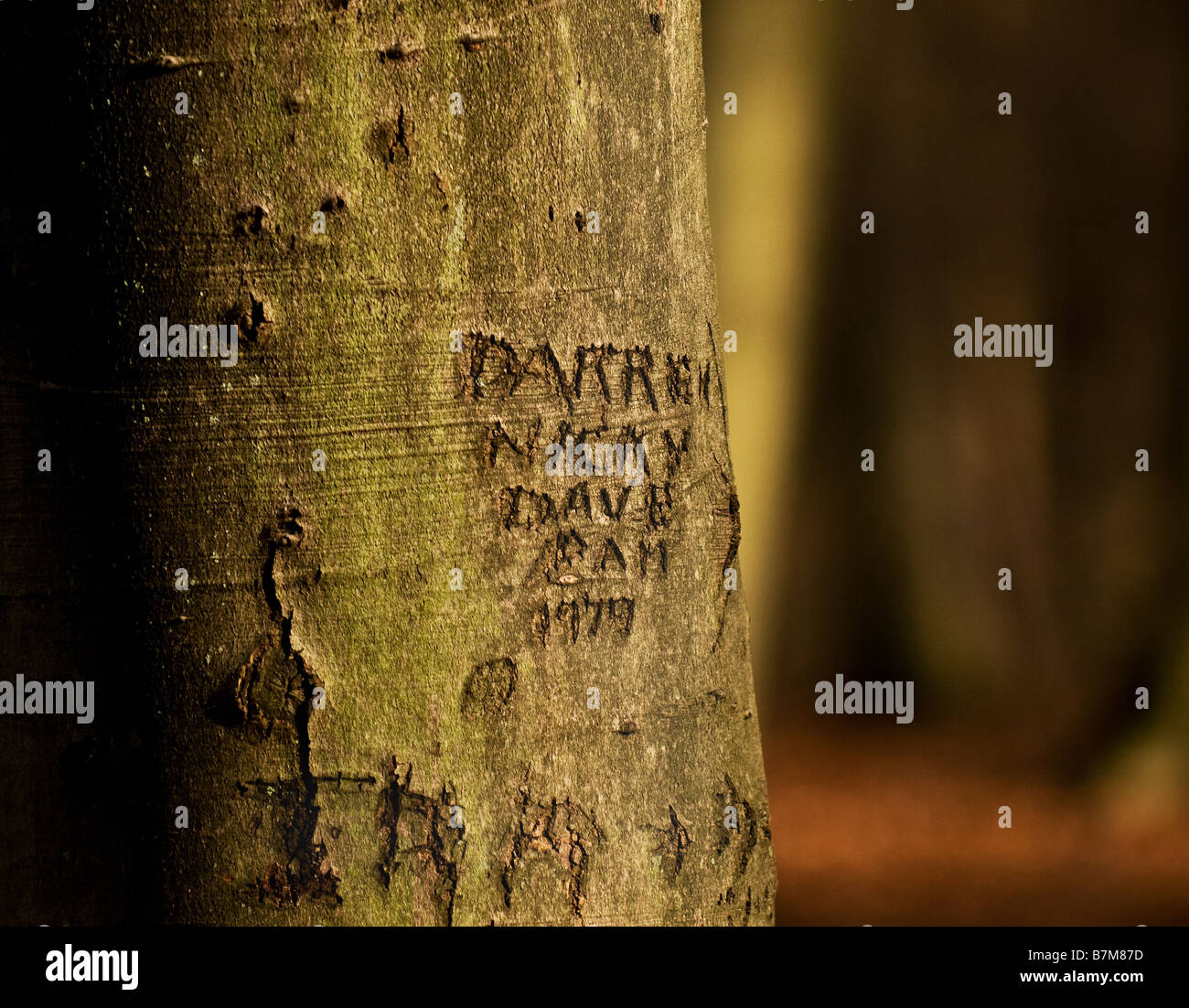 Tree trunk with carved names hi-res stock photography and images - Alamy