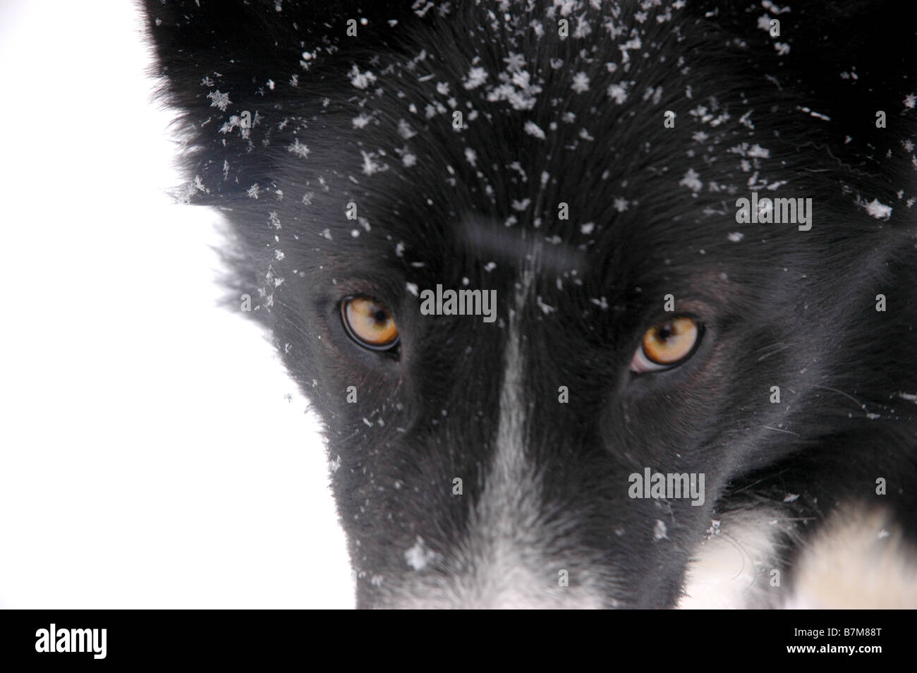 A yellow eyed, black sled dog in the snow, covered in snowflakes Stock ...