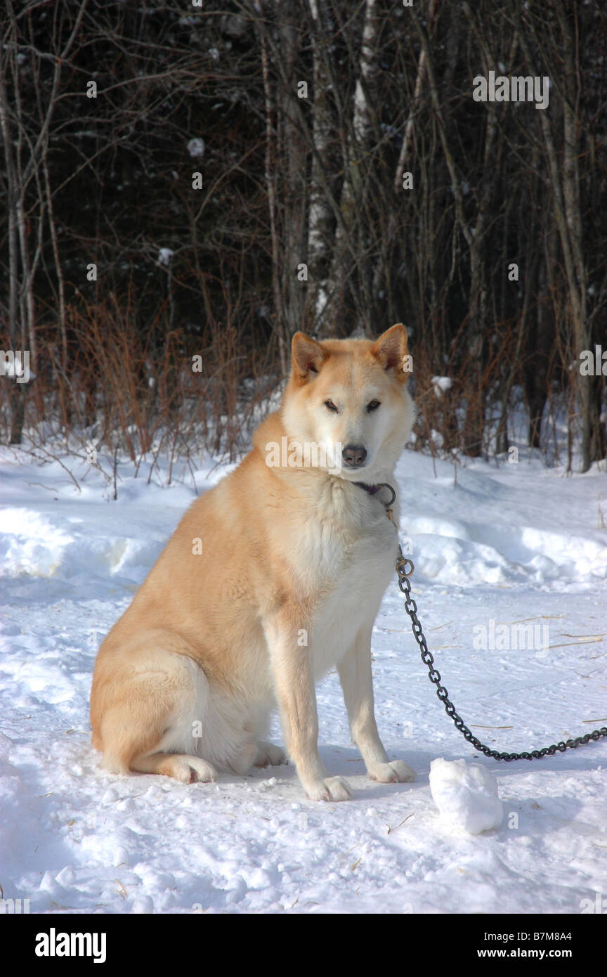 Dog chained hi-res stock photography and images - Alamy