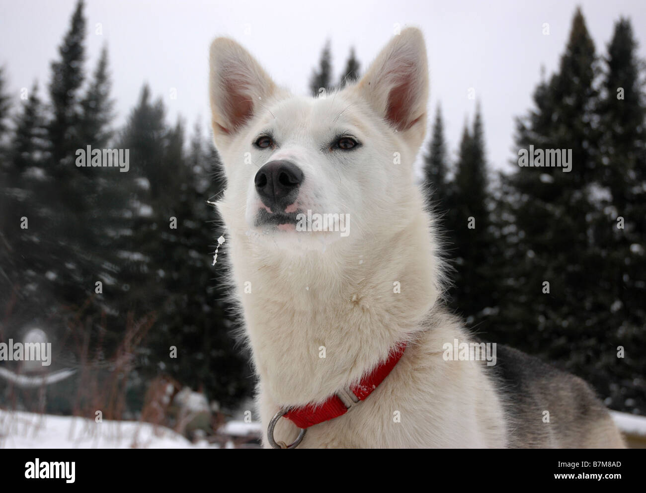 A white sled dog with a red collar in Minnesota Stock Photo - Alamy