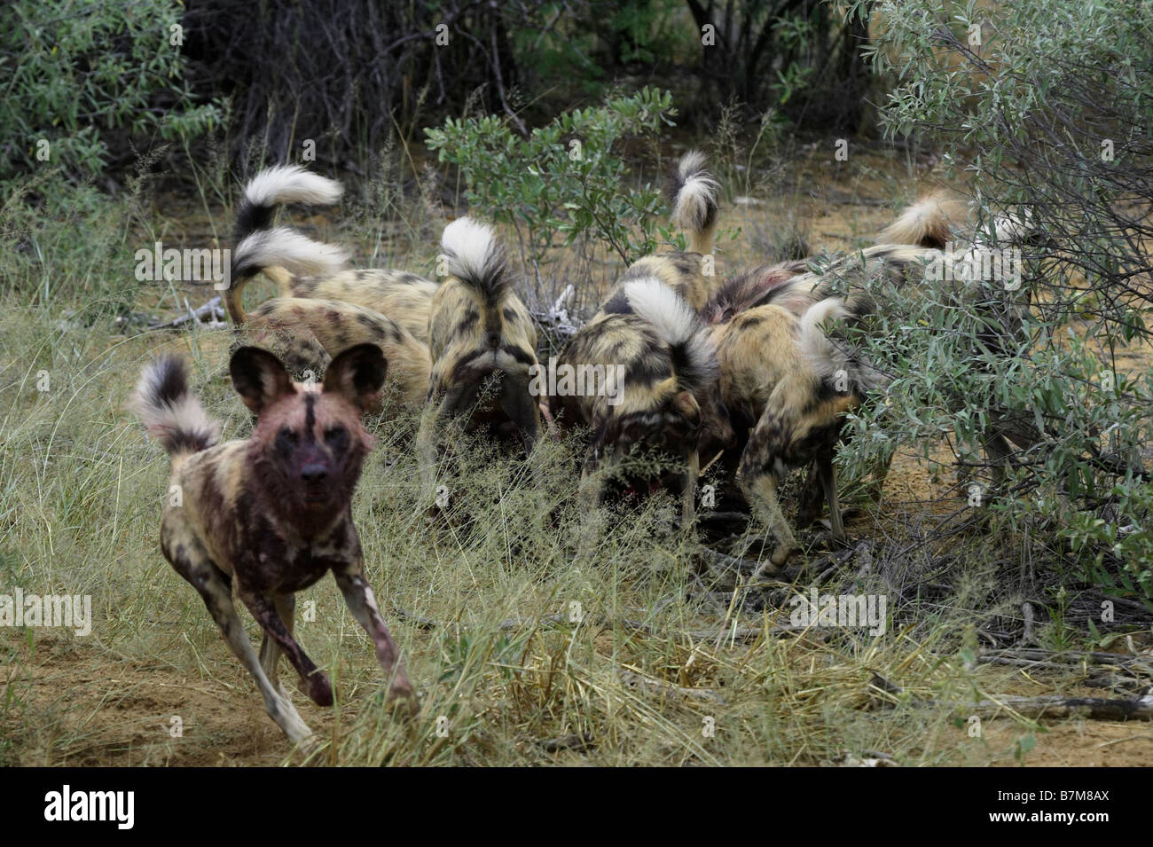 African hunting dogs Stock Photo - Alamy