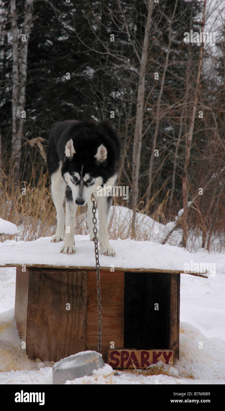A sled dog chained outside of his doghouse Stock Photo - Alamy