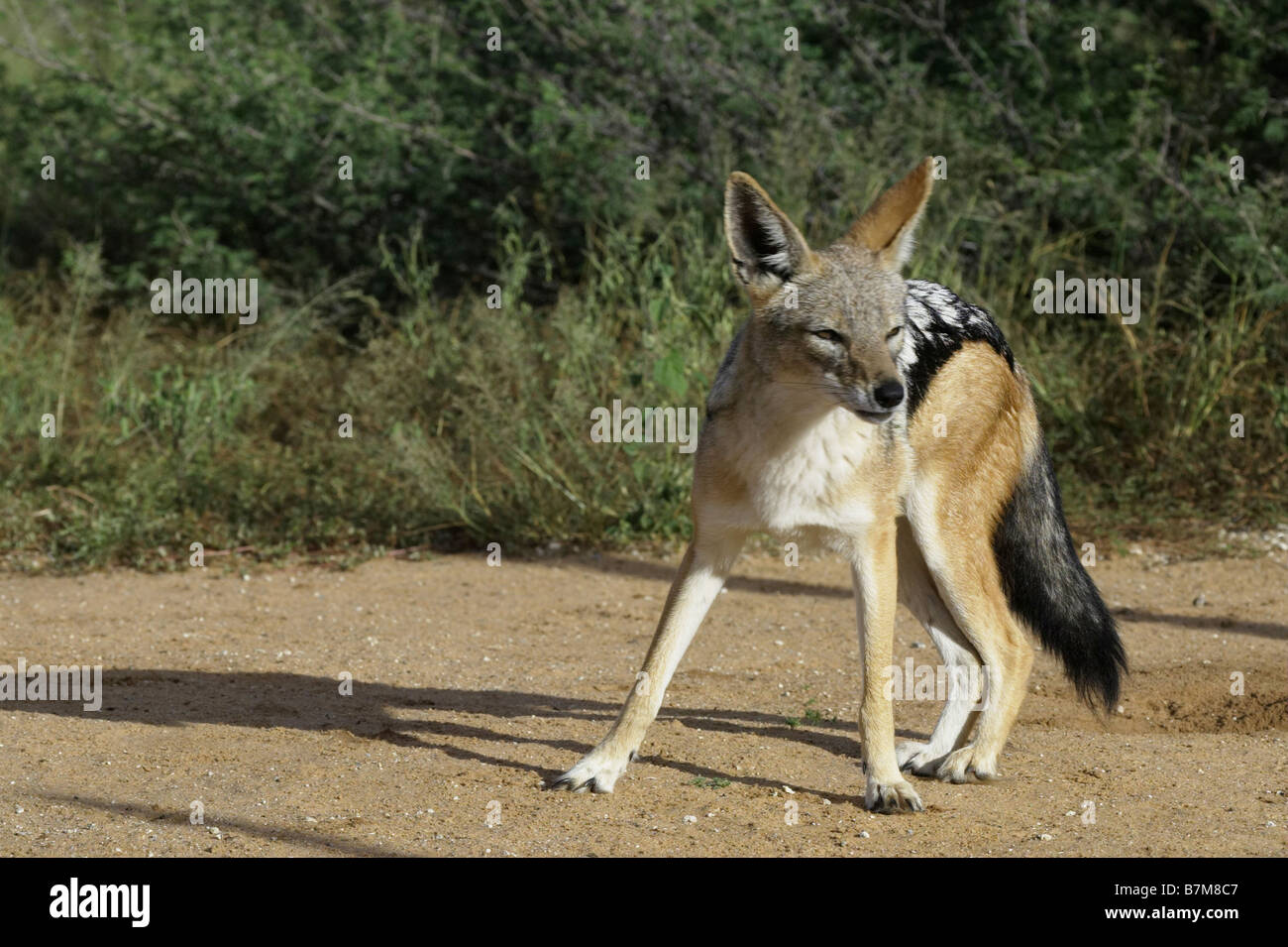 black backed silver backed jackal Stock Photo - Alamy