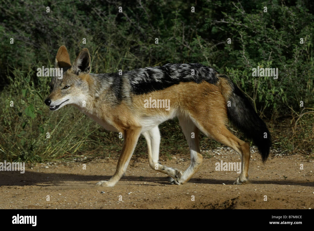 Silver backed hi-res stock photography and images - Alamy
