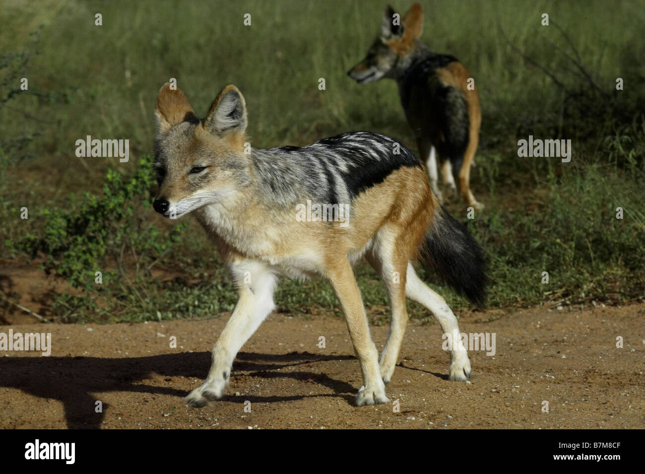 black backed silver backed jackal Stock Photo - Alamy