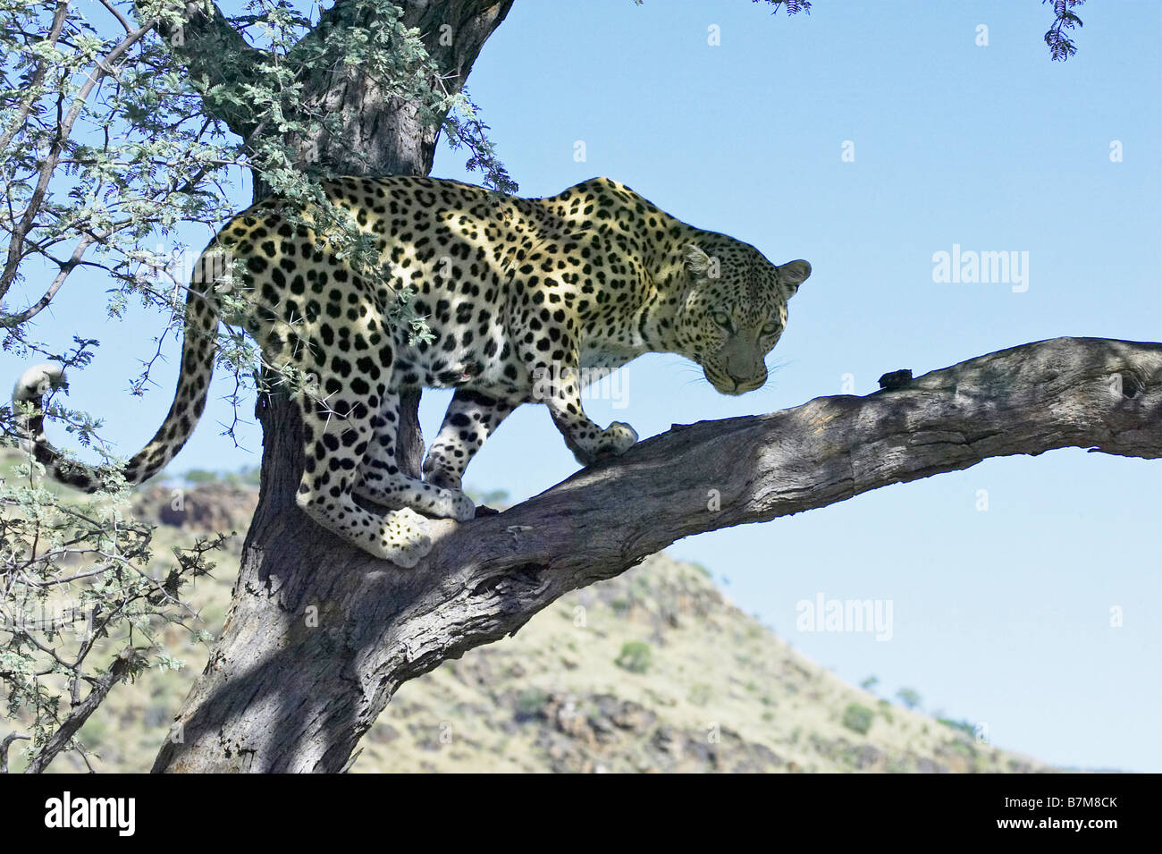 Animals climbing hi-res stock photography and images - Alamy