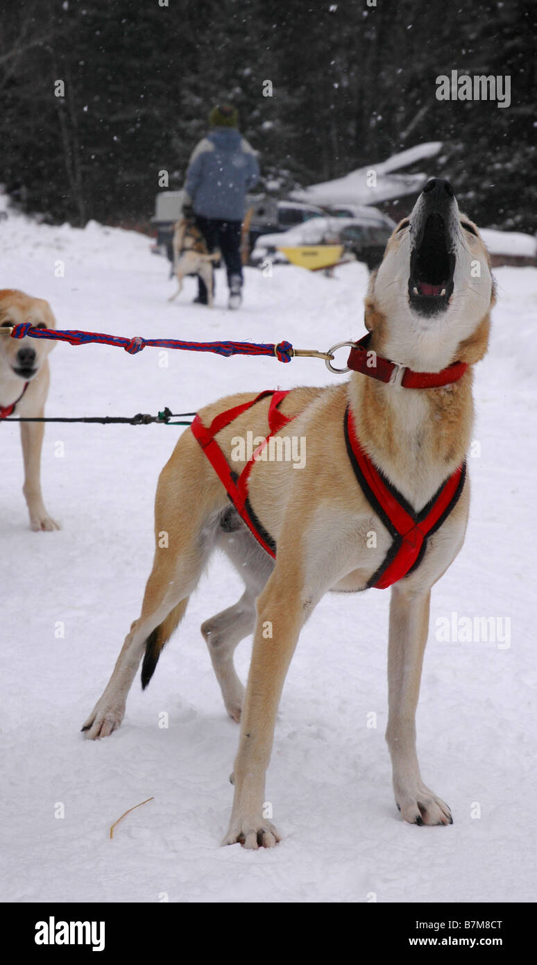 Dog howling hi-res stock photography and images - Alamy