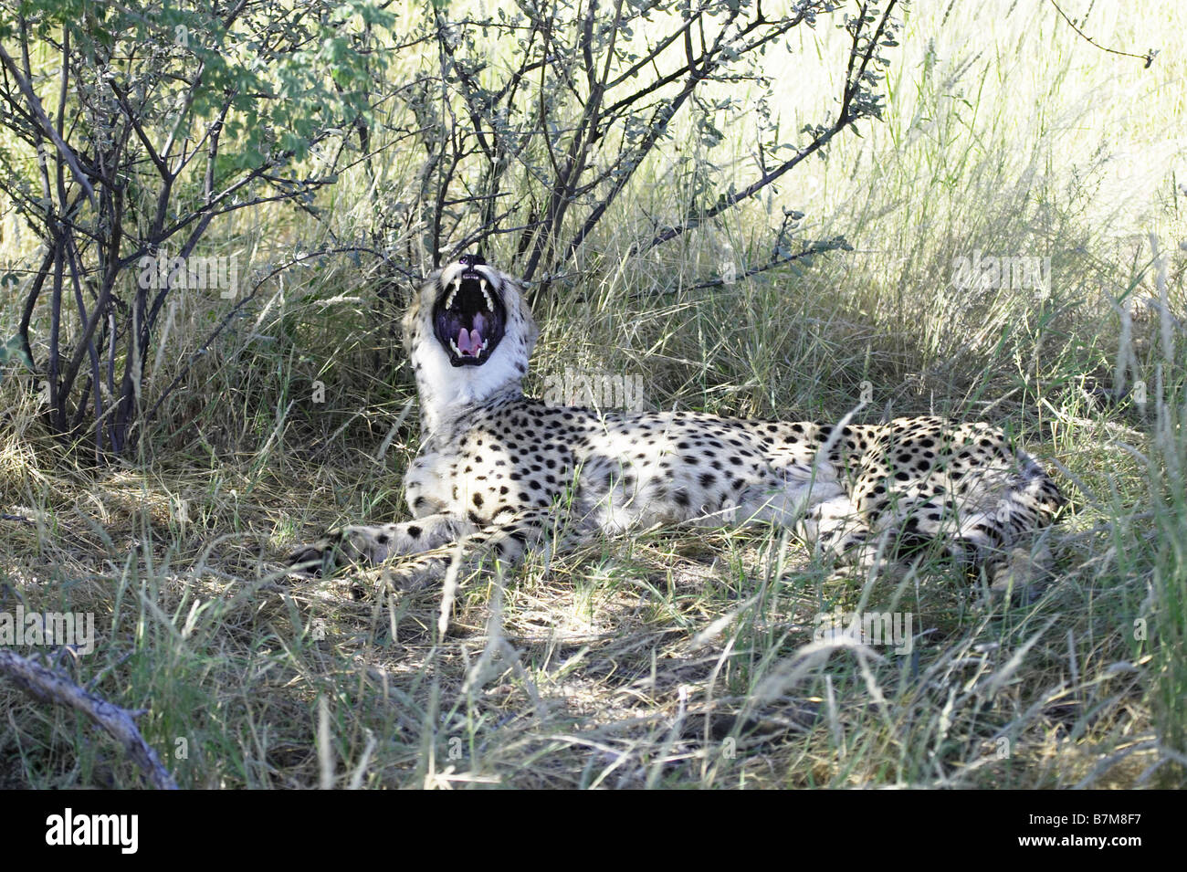 gähnender Gepard gaping cheetah Stock Photo - Alamy