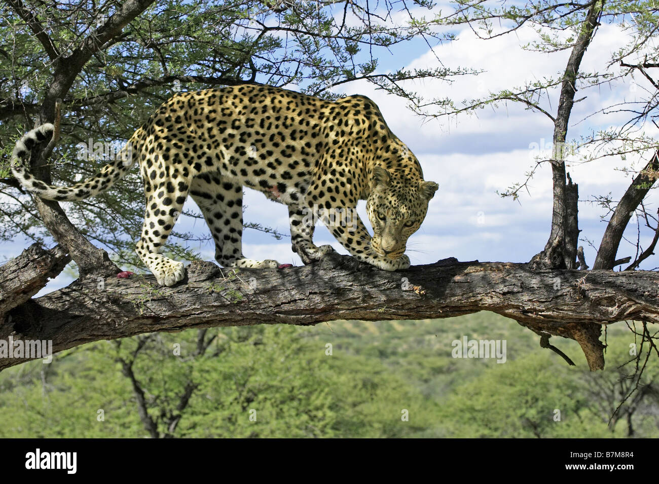 leopard on tree Stock Photo - Alamy