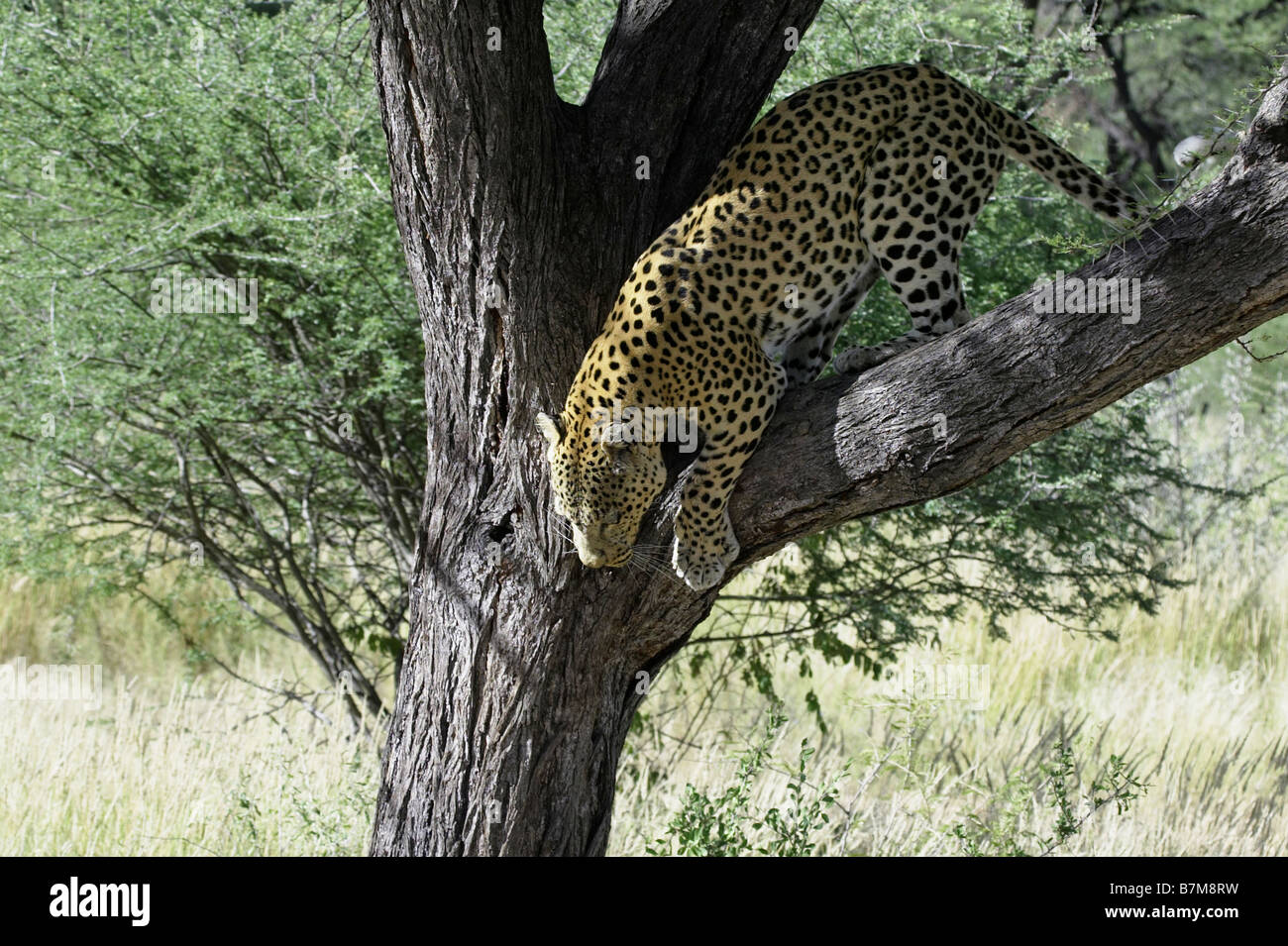 leopard on tree Stock Photo - Alamy