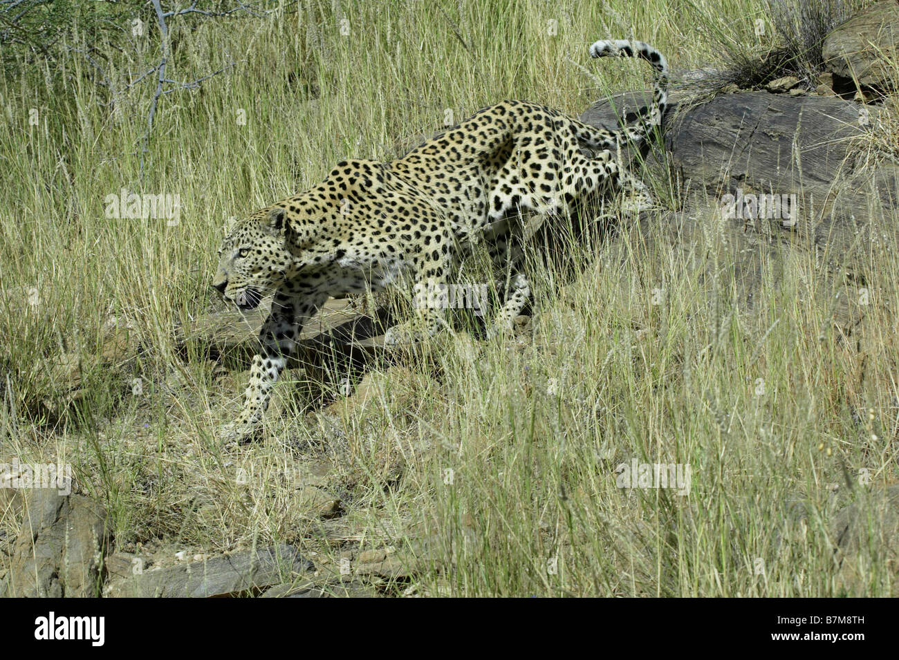 Walking with beasts animals hi-res stock photography and images - Alamy