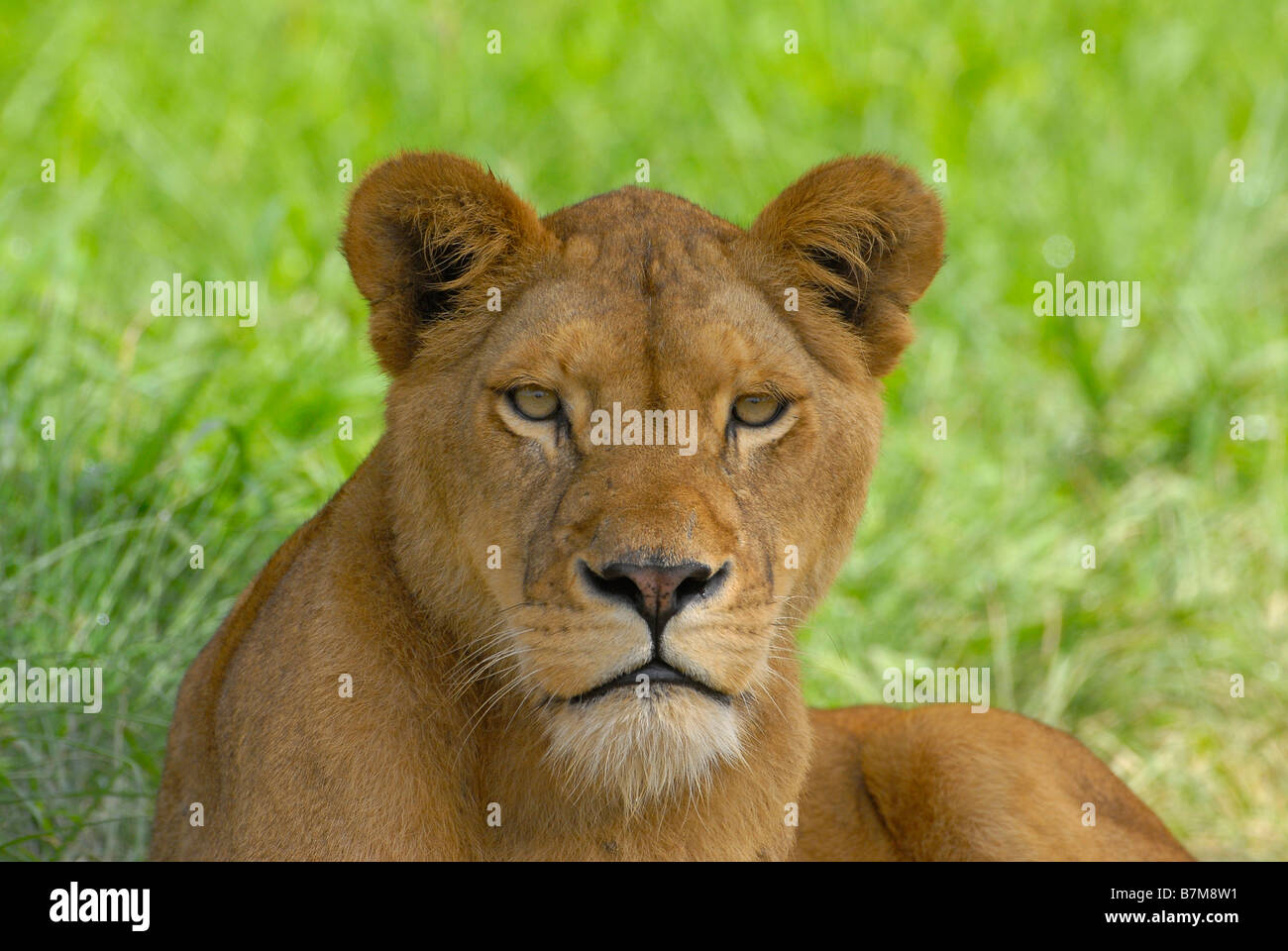 lioness in the Natal Lion Park near Pietermaritzburg, capital of ...