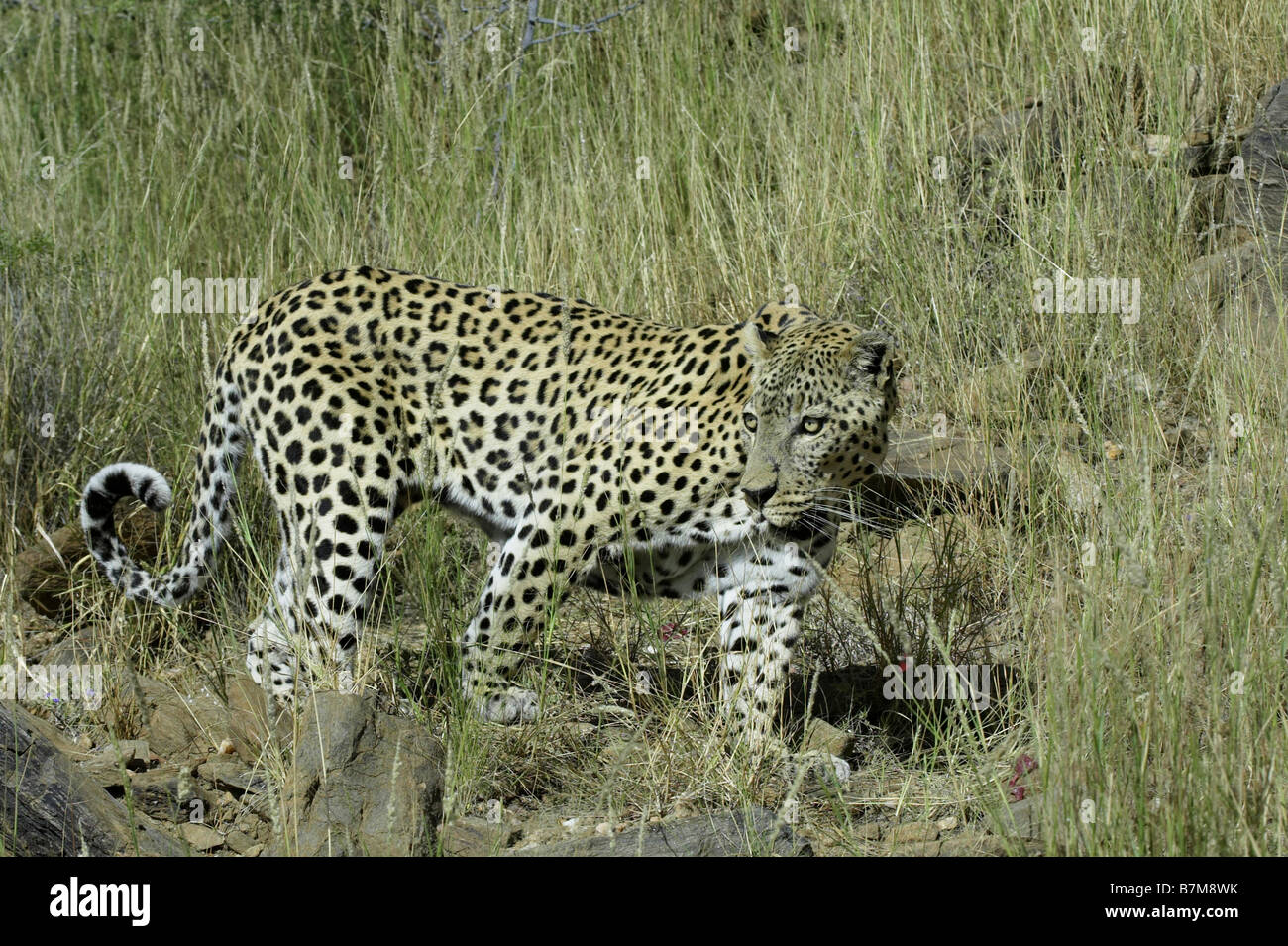 laufender Leopard walking leopard Stock Photo - Alamy