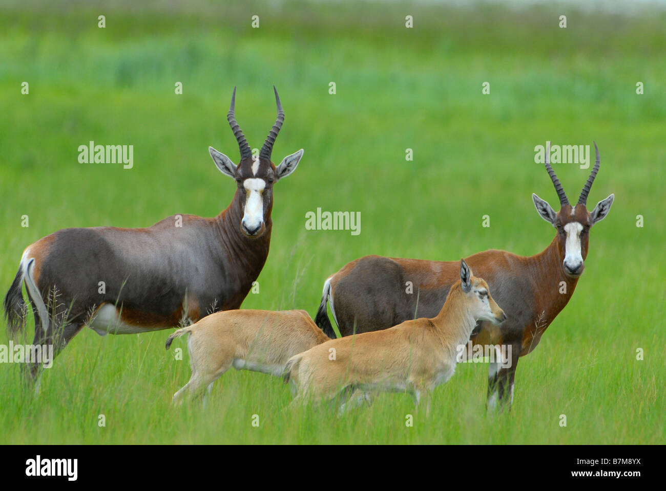 Antilope blesbok hi-res stock photography and images - Alamy