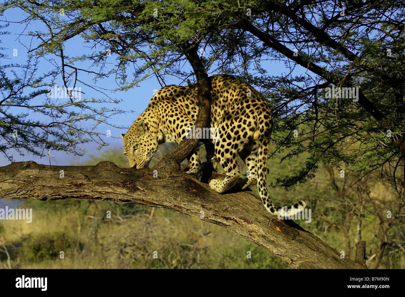 Leopard sniffing tree hi-res stock photography and images - Alamy