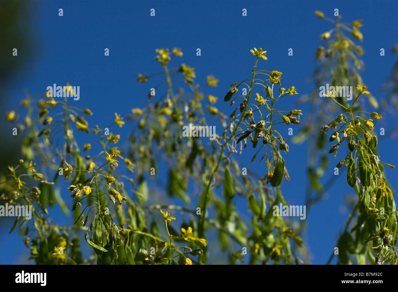 Isatis tinctoria Woad Stock Photo - Alamy