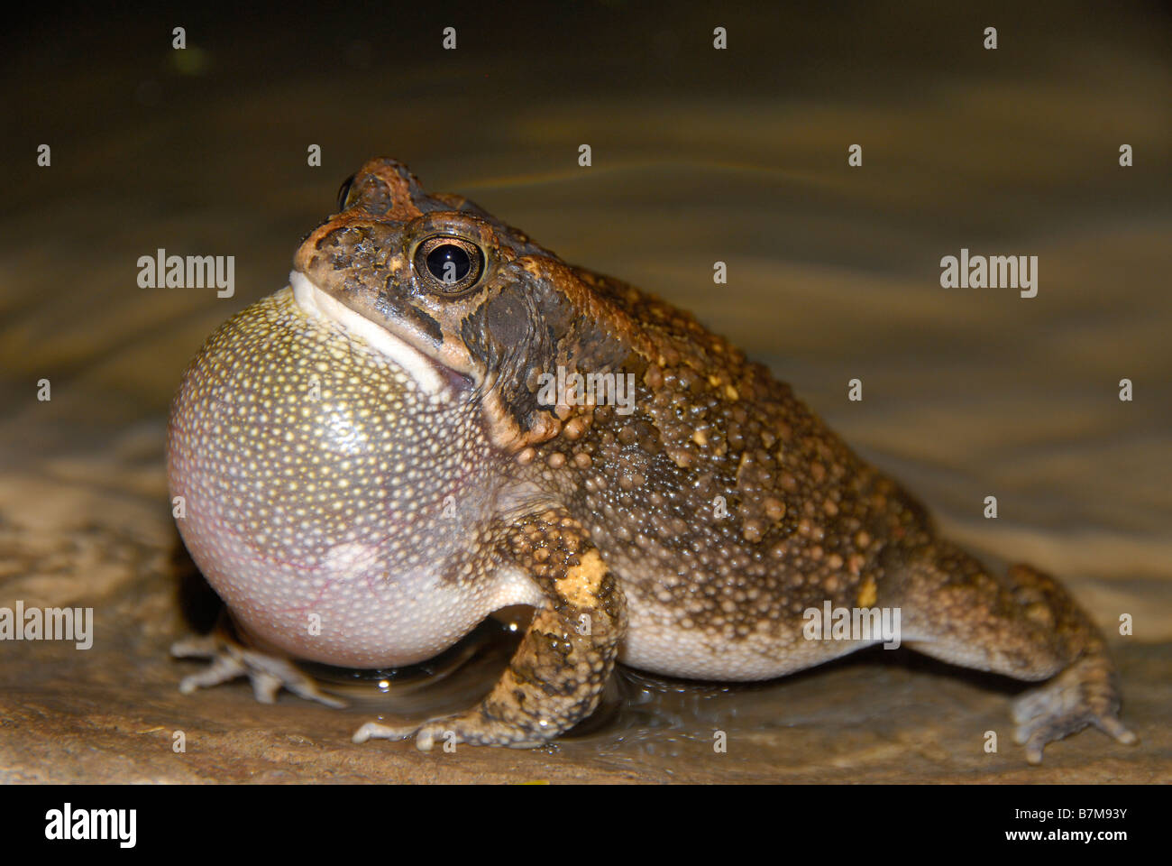 Toad calling hi-res stock photography and images - Alamy