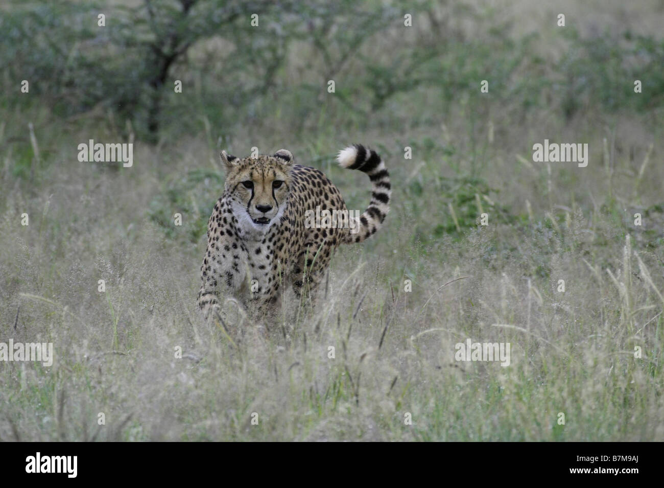 Chetah running hi-res stock photography and images - Alamy