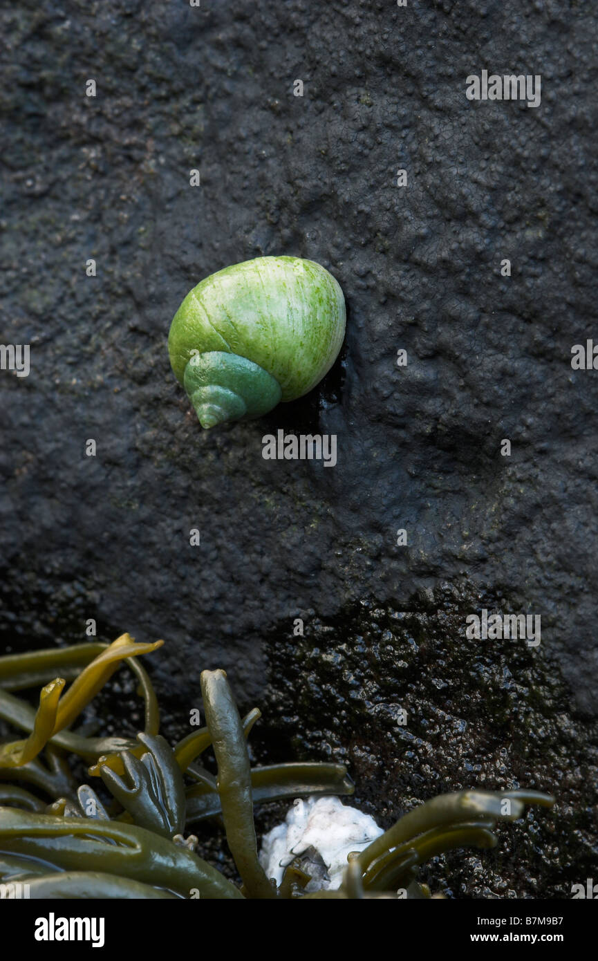 Rough Periwinkle Littorina saxatilis Isle of Skye UK Stock Photo - Alamy
