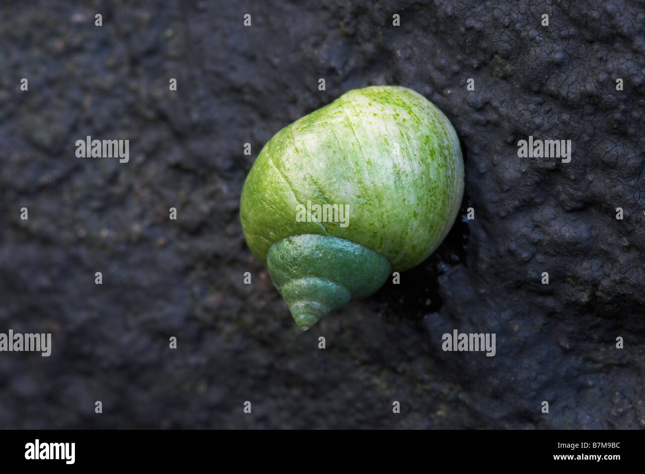 Rough Periwinkle Littorina saxatilis Isle of Skye UK Stock Photo - Alamy