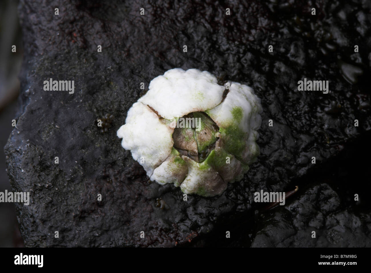 Acorn Barnacle Semibalanus balanoides Isle of Skye Stock Photo - Alamy