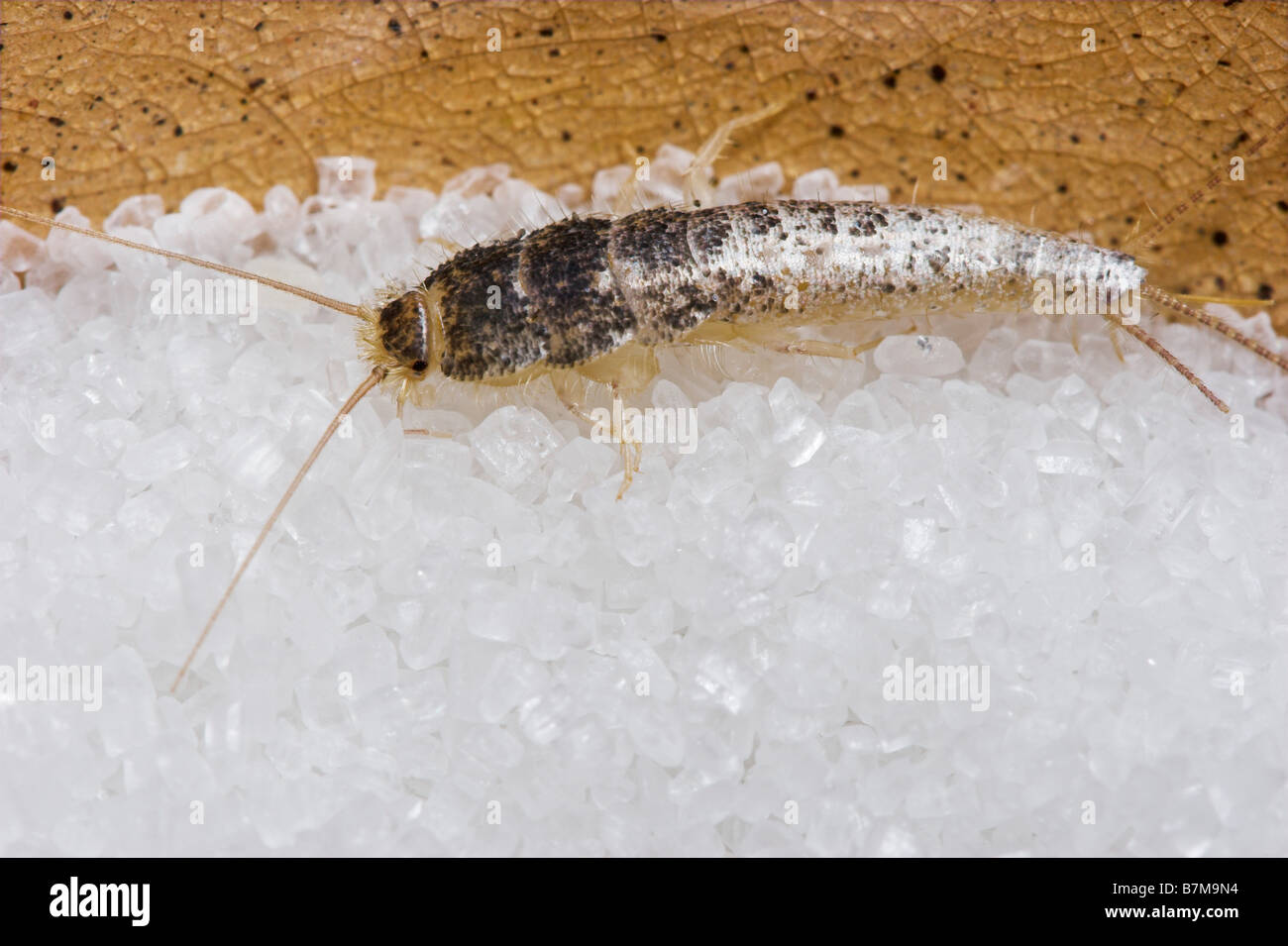 SILVERFISH in sugar bowl Lepisma saccharina commonly called the ...