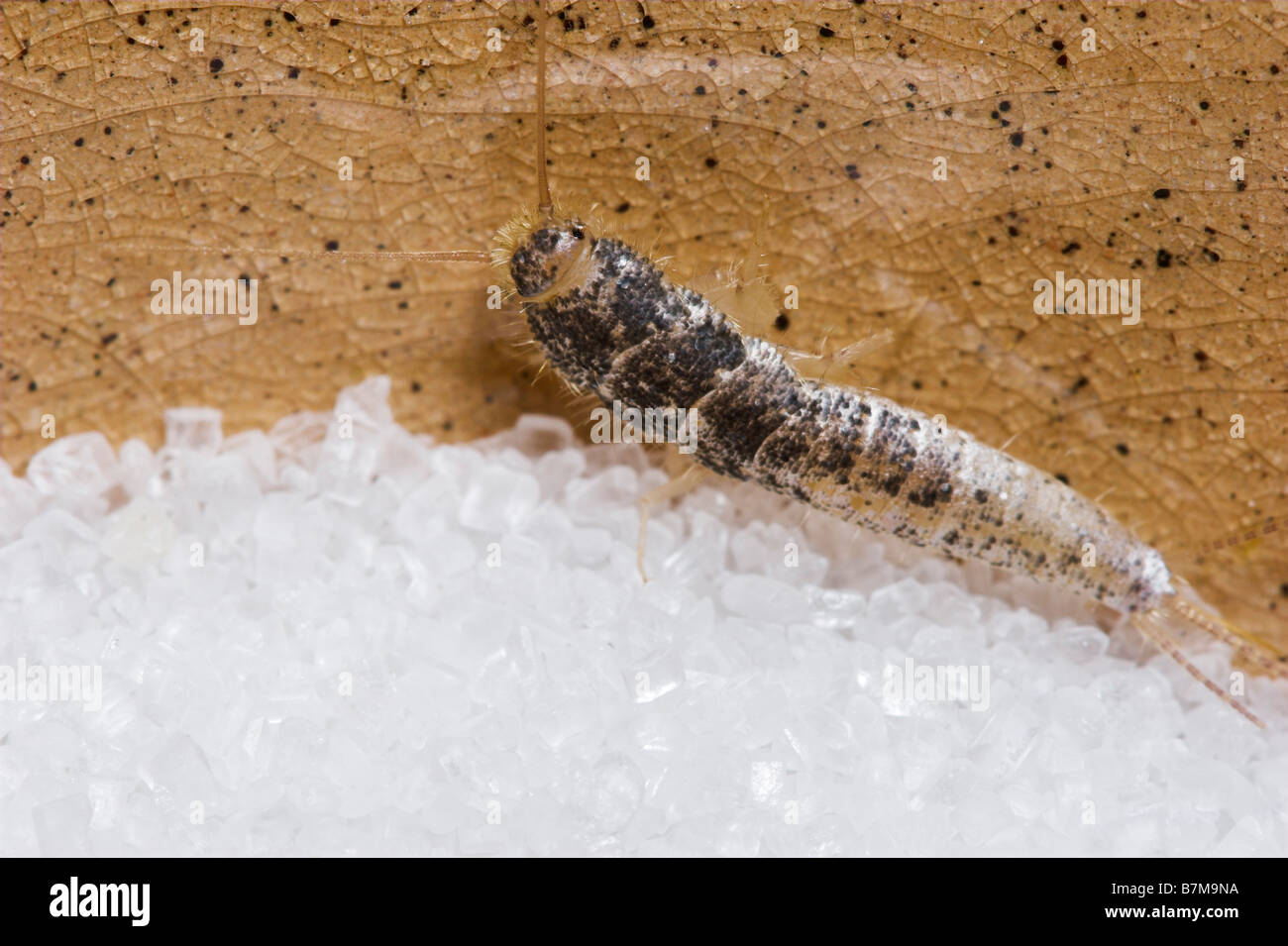 SILVERFISH in sugar bowl Lepisma saccharina commonly called the ...