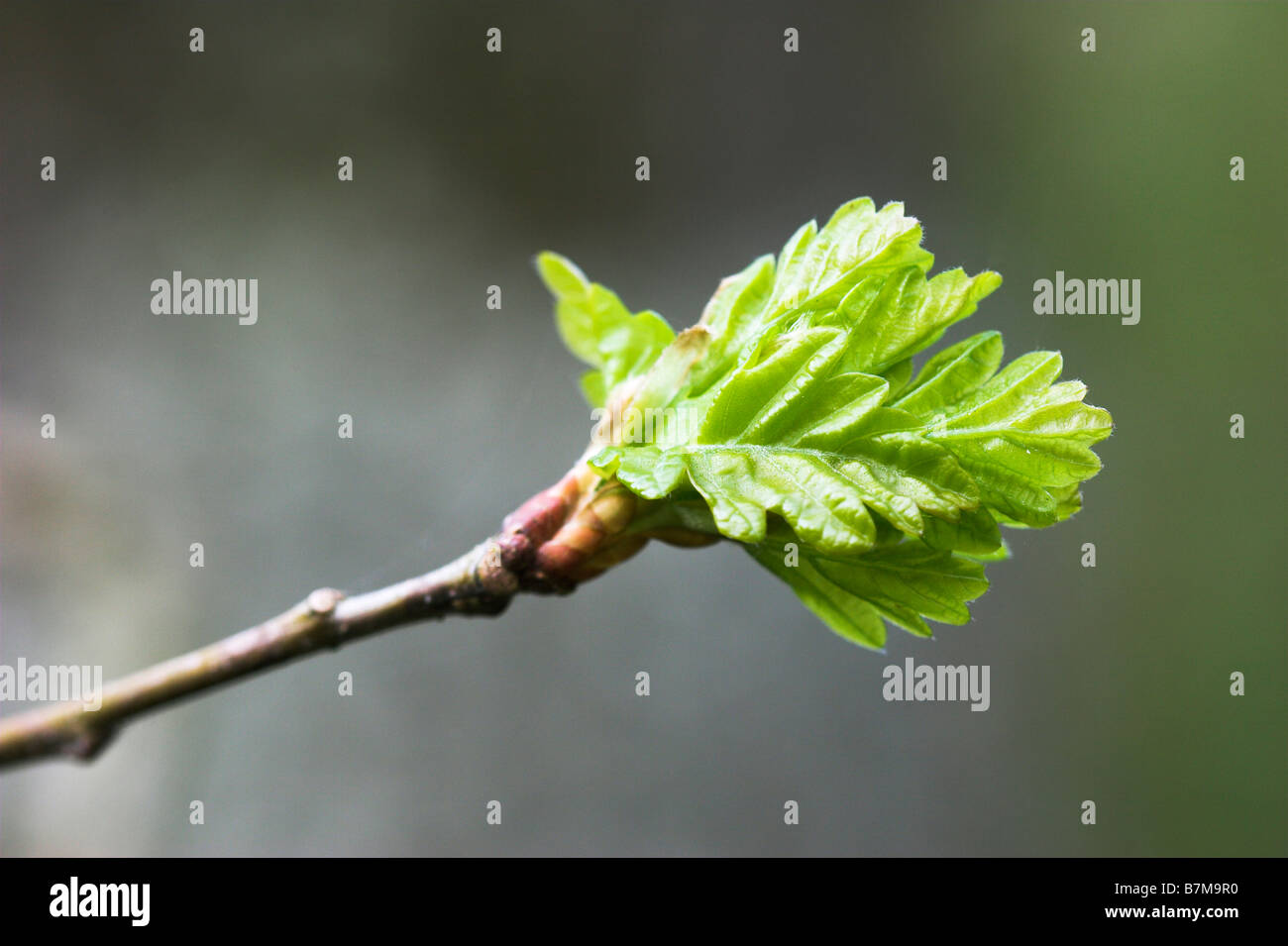 English Oak Quercus robur young spring growth Sussex UK Stock Photo - Alamy