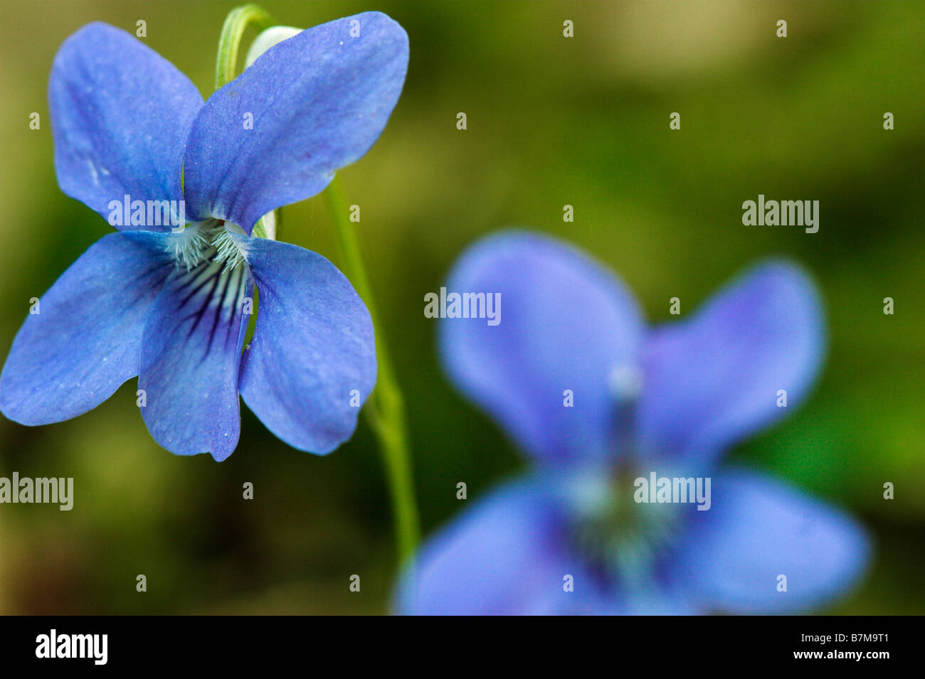 Common Dog Violet Viola riviniana Sussex UK Stock Photo - Alamy