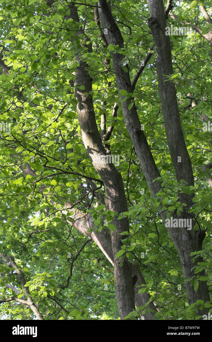 Common Beech tree Fagus sylvatica in spring Sussex UK Stock Photo - Alamy