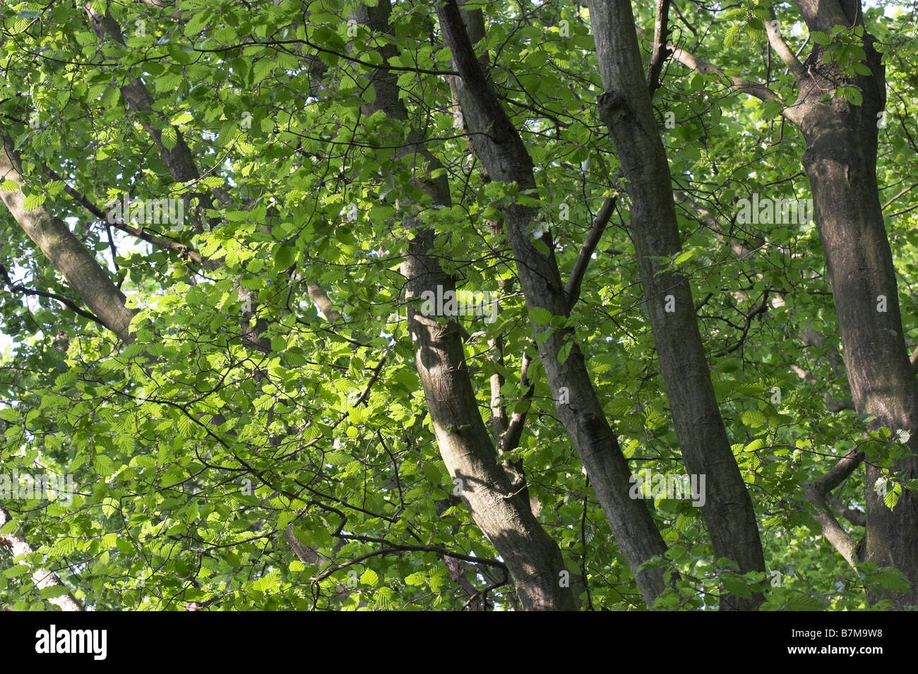 Common Beech tree Fagus sylvatica in spring Sussex UK Stock Photo - Alamy