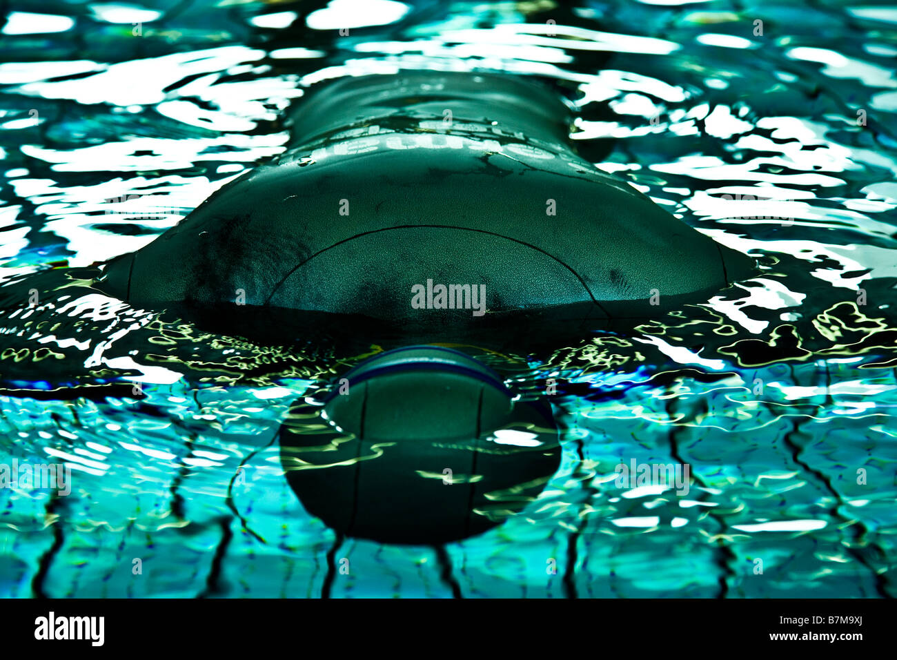 Apnea training with wetsuit in a swimming pool Stock Photo - Alamy