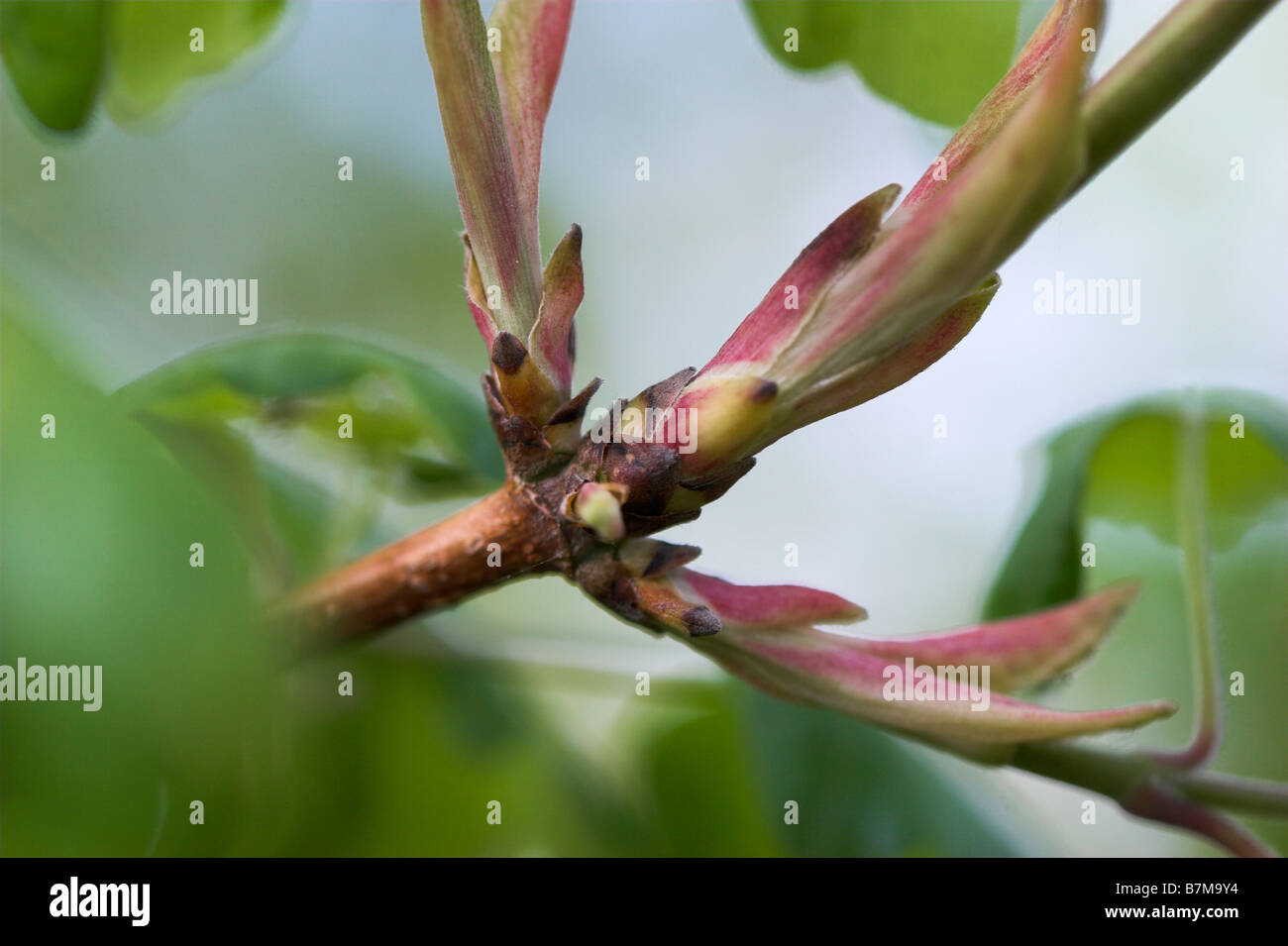 Field maple buds uk hi-res stock photography and images - Alamy Field maple buds uk hi-res stock photography and images - Alamy