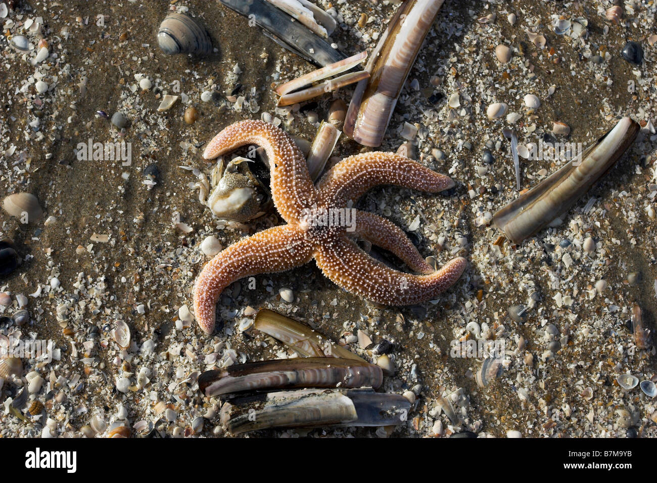 Common Starfish Asterias rubens and razor shells Ensis ensis and crab ...