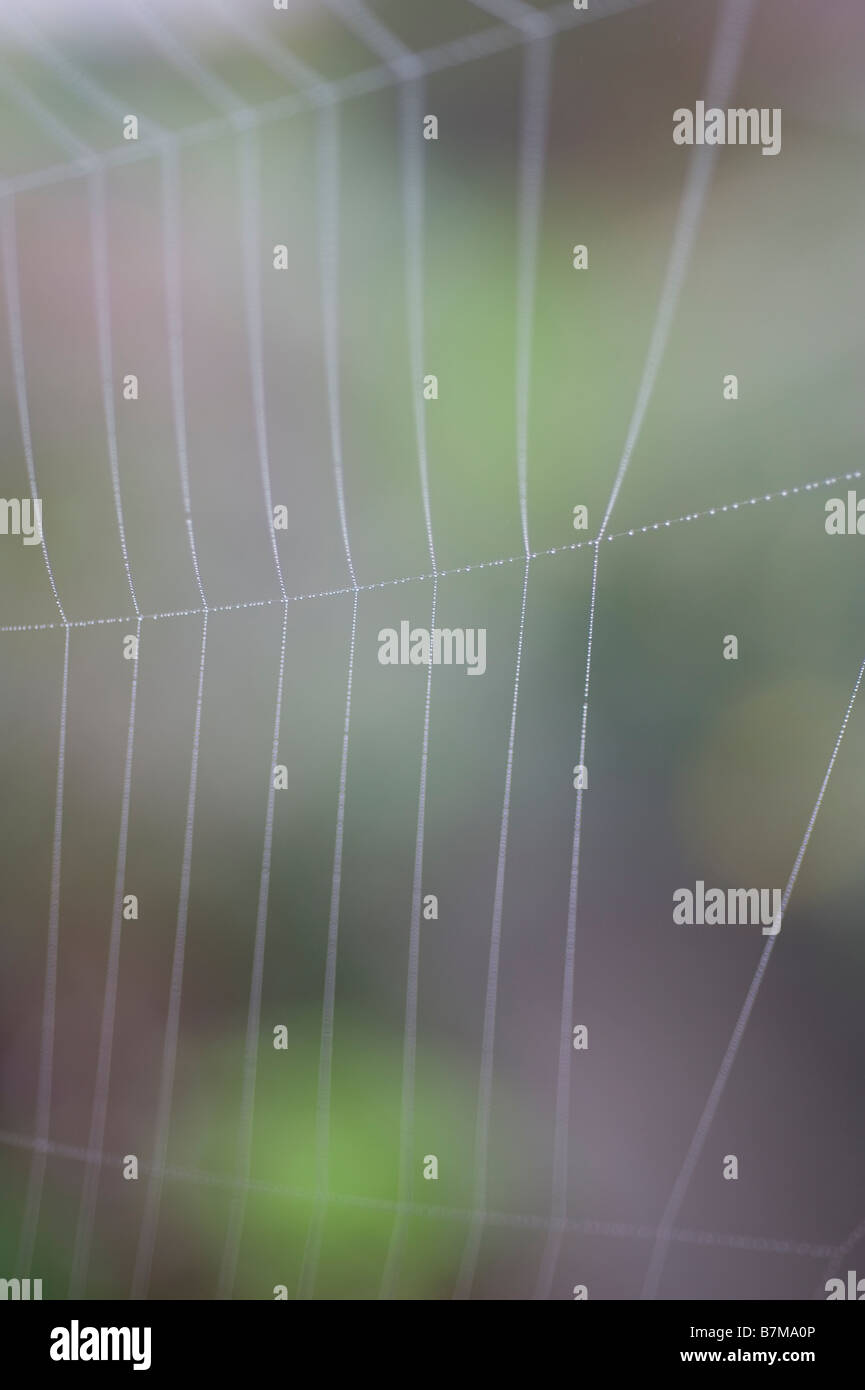 dew covered cobweb Stock Photo - Alamy