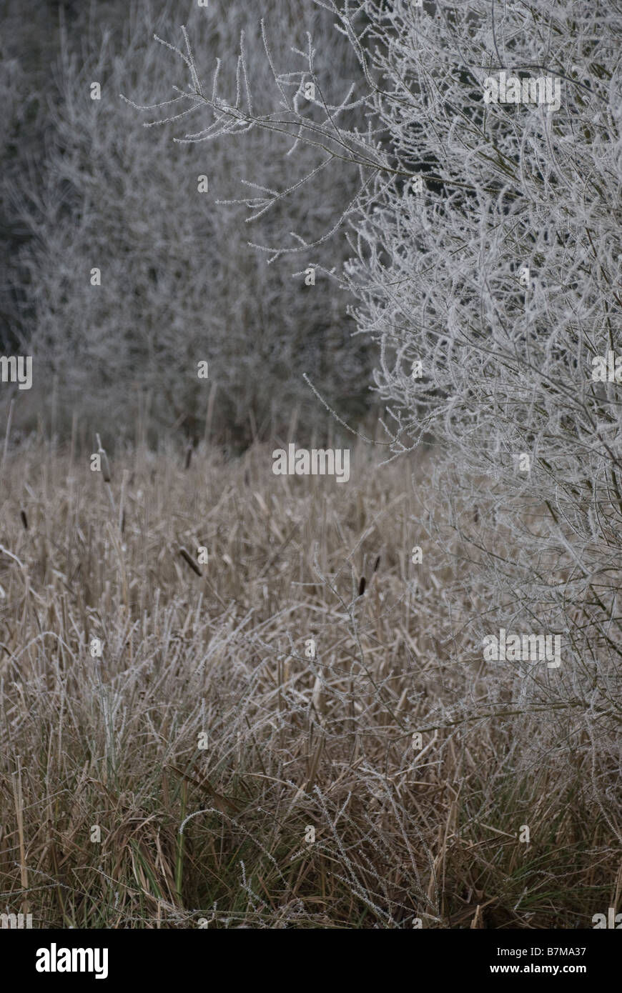 A hoar frost Stock Photo - Alamy