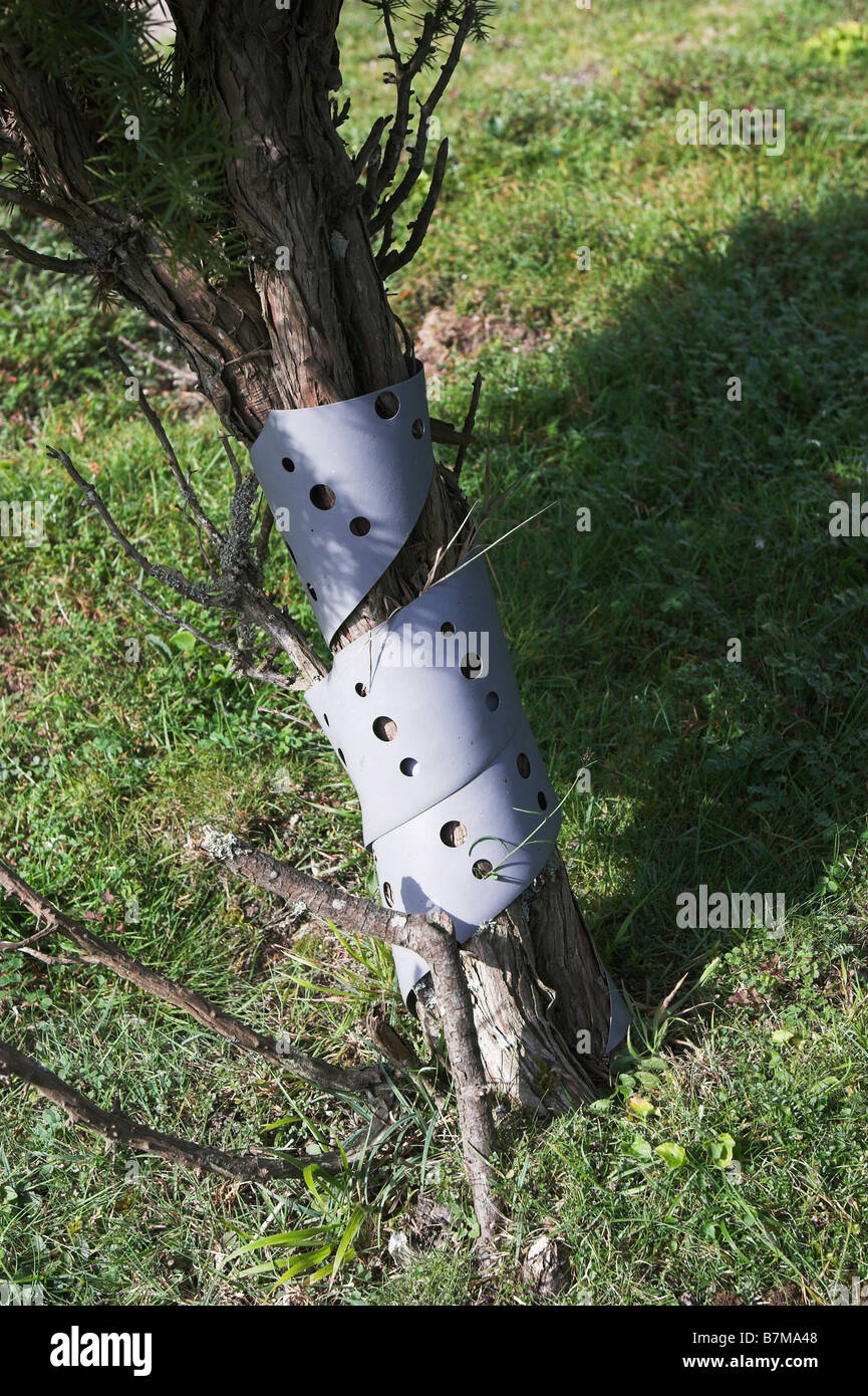 Common Juniper Juniperus communis with trunk protected from deer Levin ...
