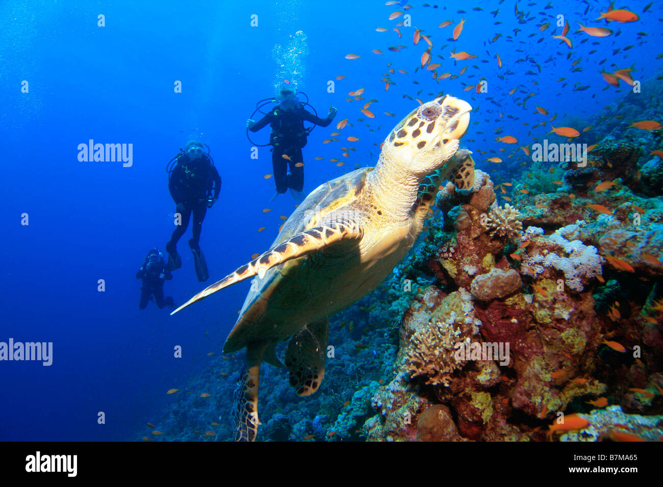 Hawksbill Turtle and Scuba Divers Stock Photo - Alamy