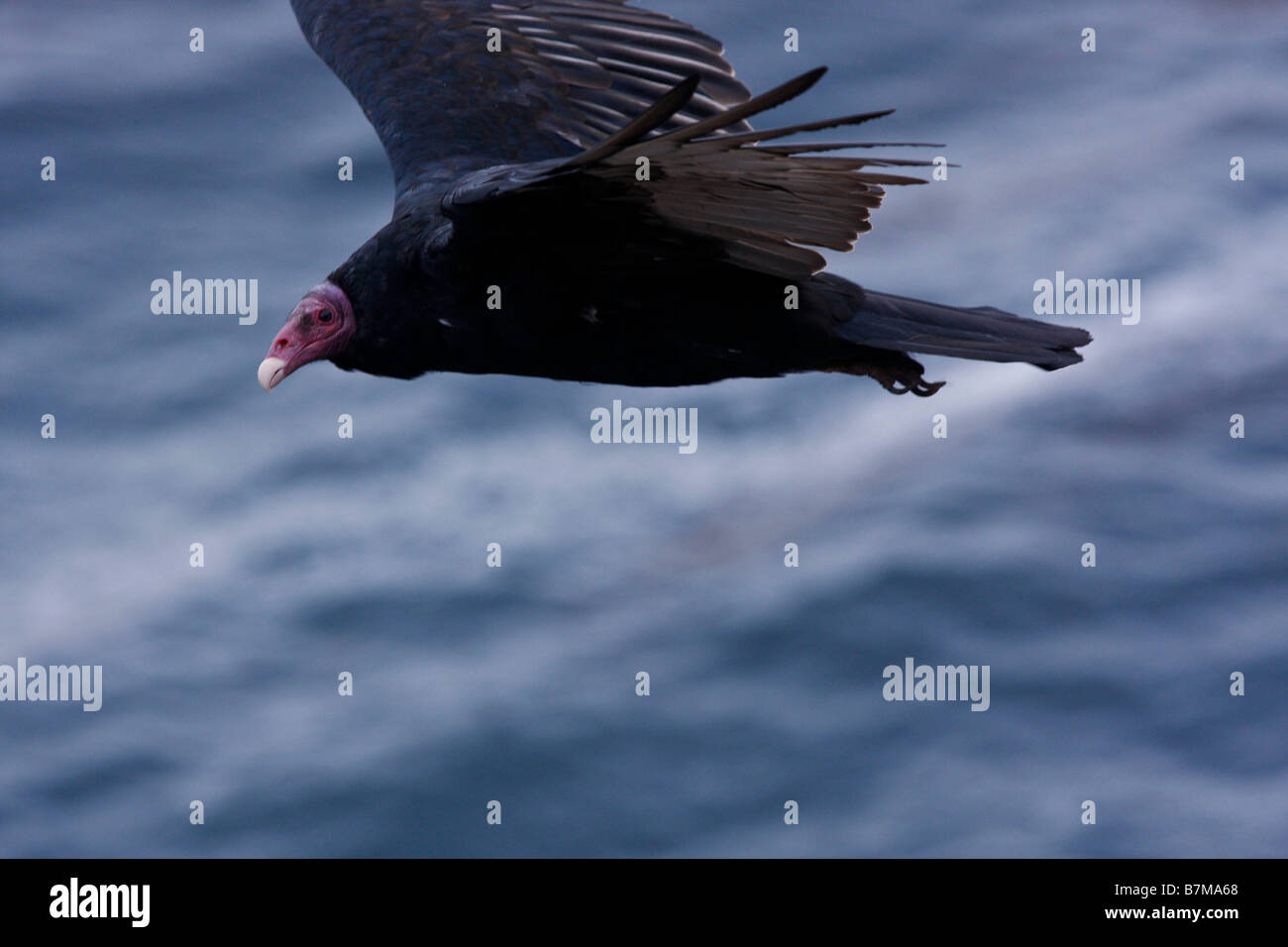 Turkey vulture in flight Saunders Island Falkland Islands Stock Photo ...