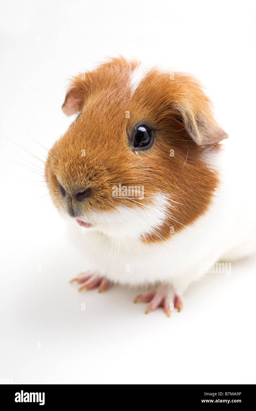 Guinea pig on white background Stock Photo - Alamy
