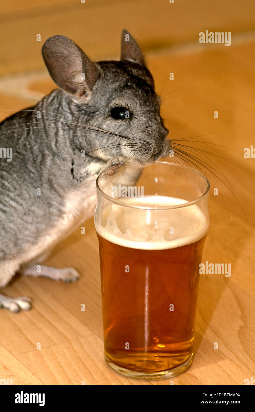 Naughty, Cheeky and Inquisitive 13 year old Male Grey Chinchilla tries ...