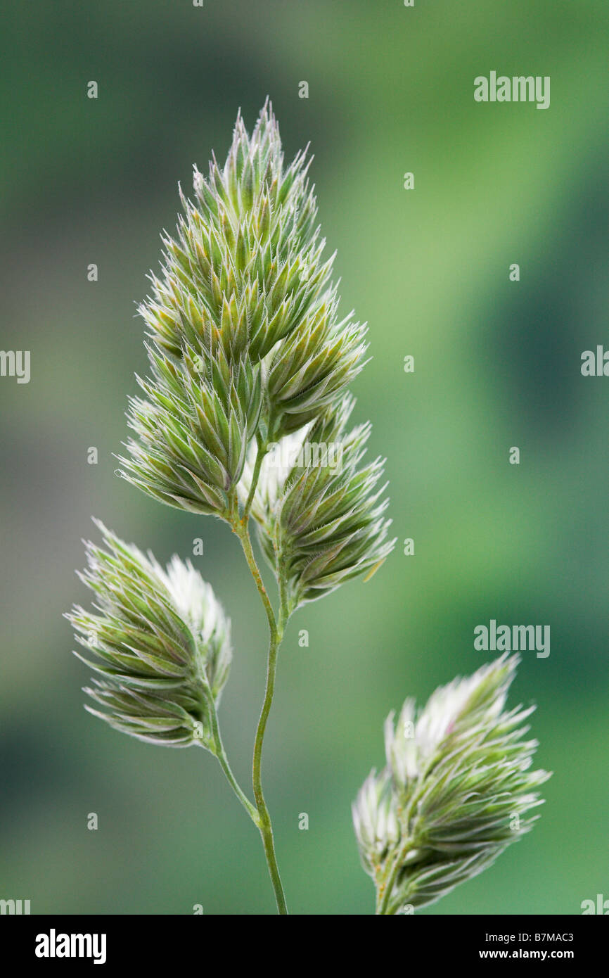 Cocksfoot grass Dactylis glomerata Stock Photo - Alamy