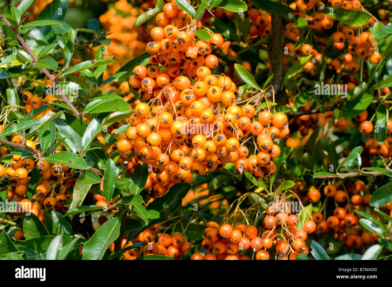 Pyracantha (firethorn) berries in autumn Stock Photo - Alamy
