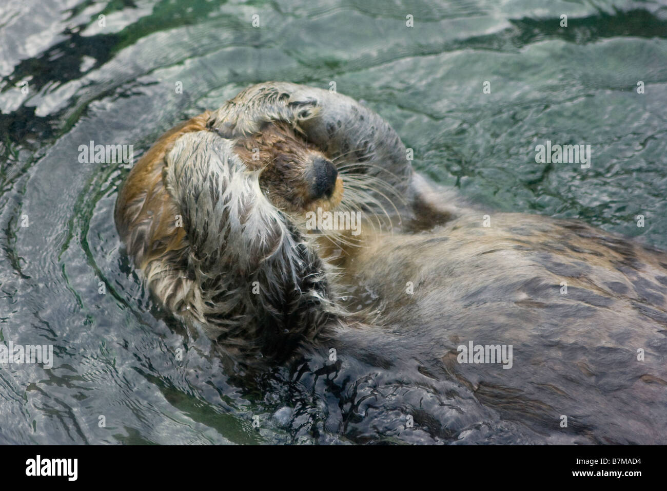 Sea Otter grooming Stock Photo - Alamy
