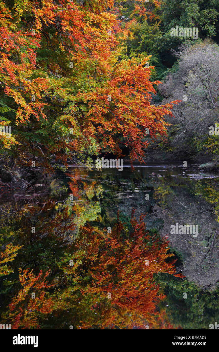 Autumnal tree overhanging River Lochay Glen Lochay The Trossachs ...
