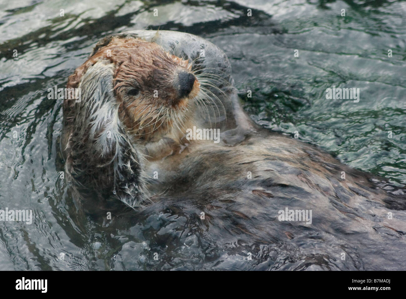Sea otter grooming hi-res stock photography and images - Alamy