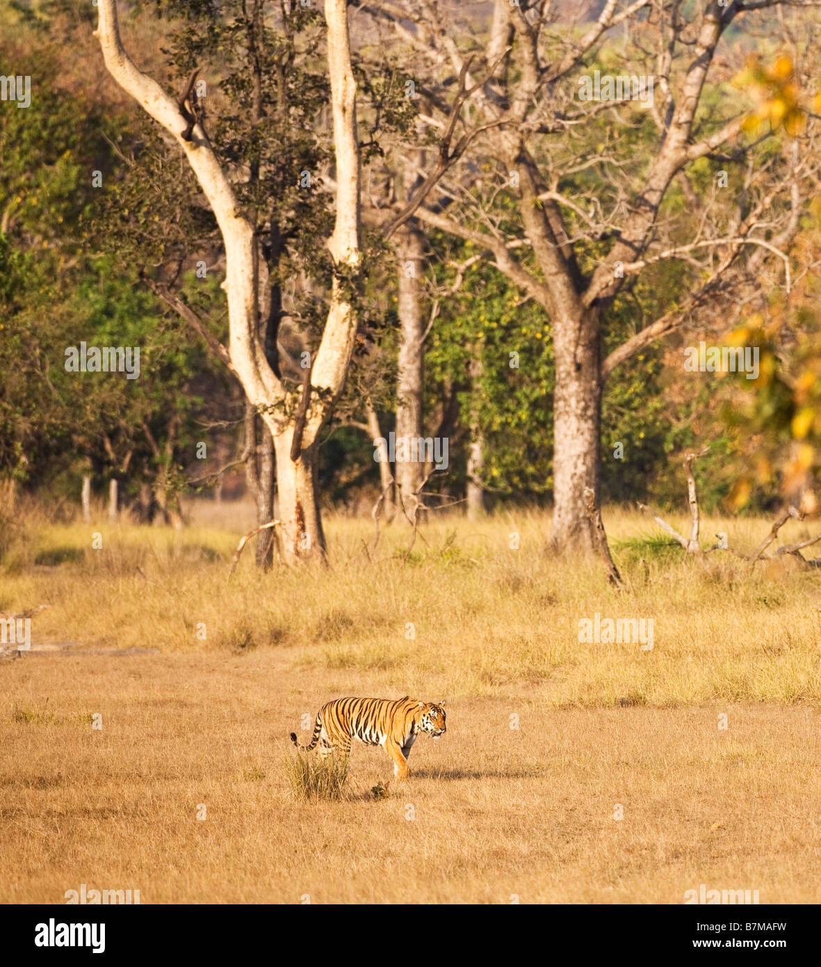 Royal Bengal Tiger in morning sun sunshine in forest Kanha National ...